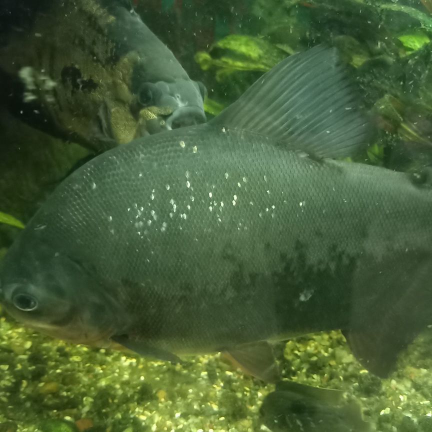 Пиранья паку