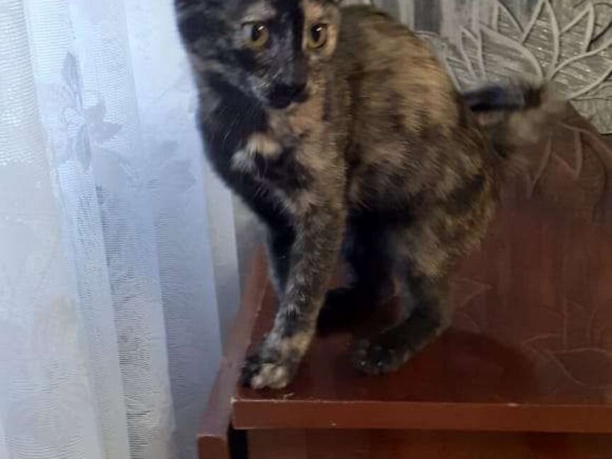 Котёнок Муза
