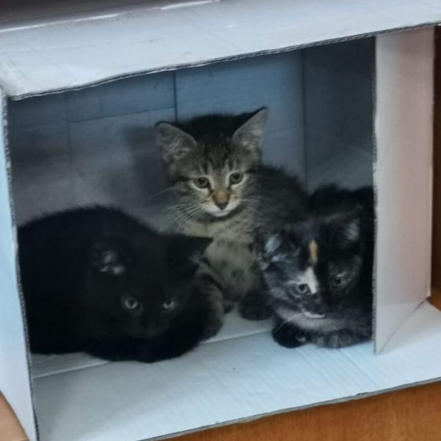 Котята в добрые руки