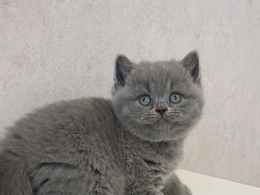 Британская плюшевая красотка