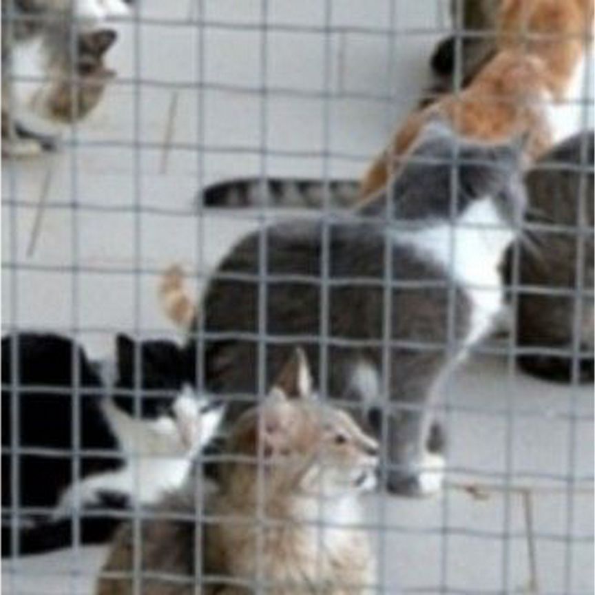 Пушистикам очень нужен корм