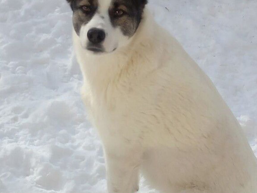 Стерилизованная бланка