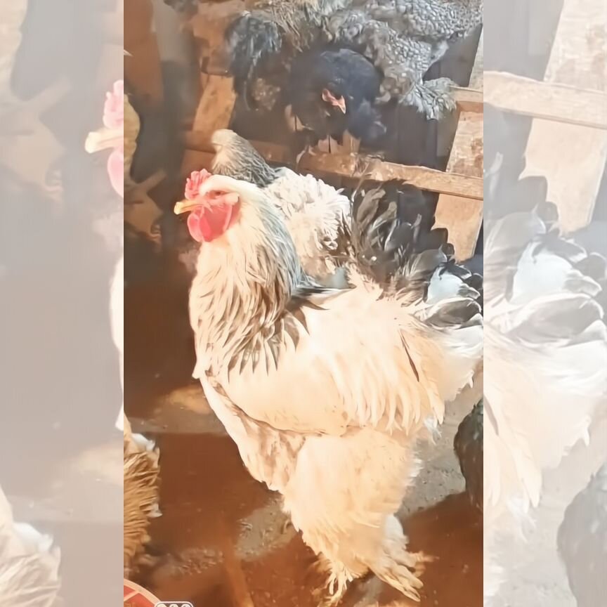 Продам петуха брама