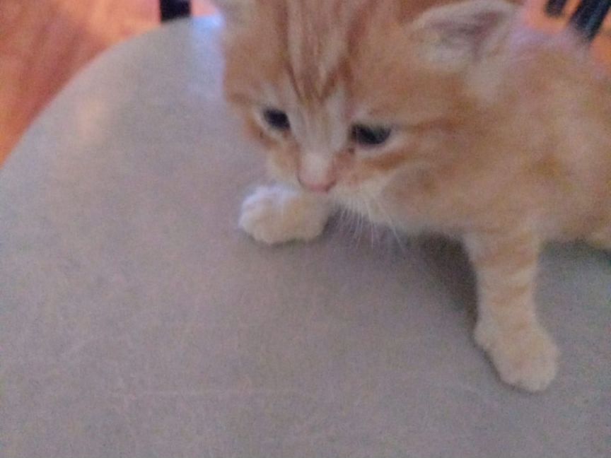 Котик, возрас1,5 месяца,и есть кошечка