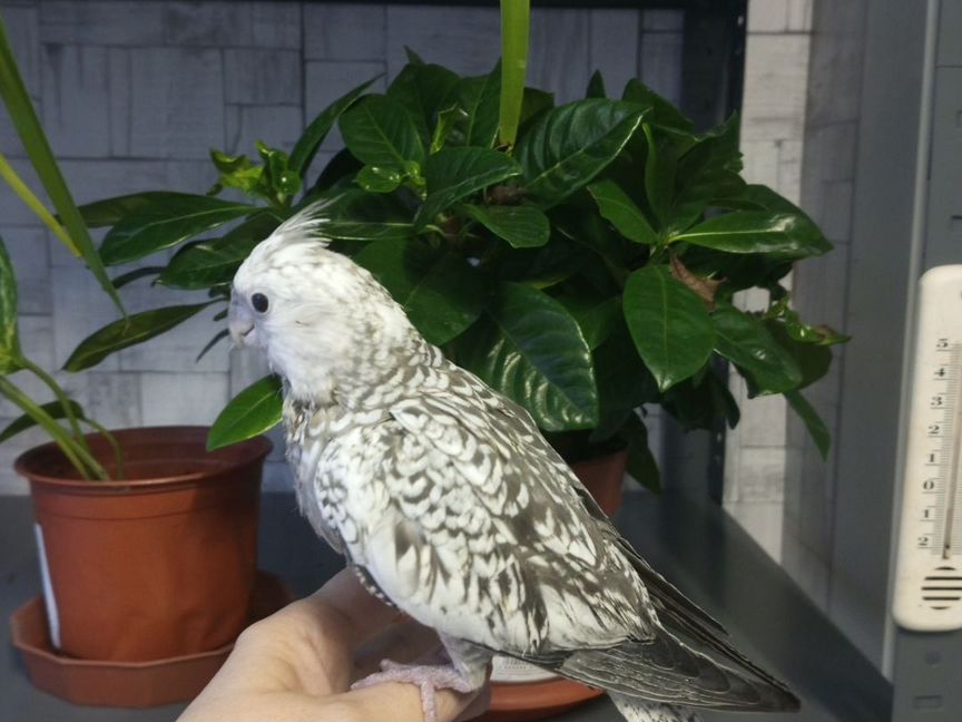 Попугай корелла птенец