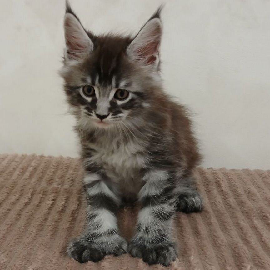 Мейн-кун котёнок