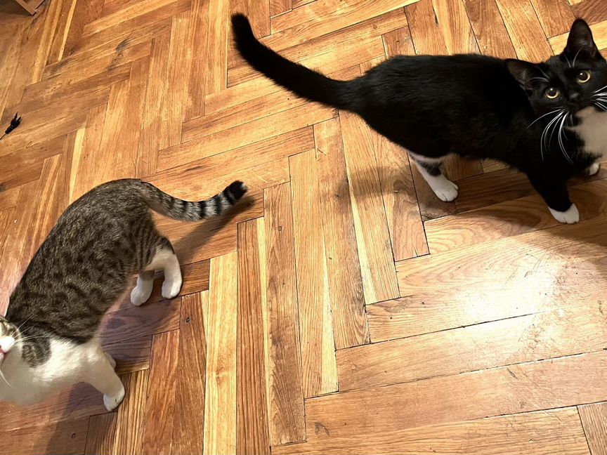 Котята в добрые руки мальчики бесплатно