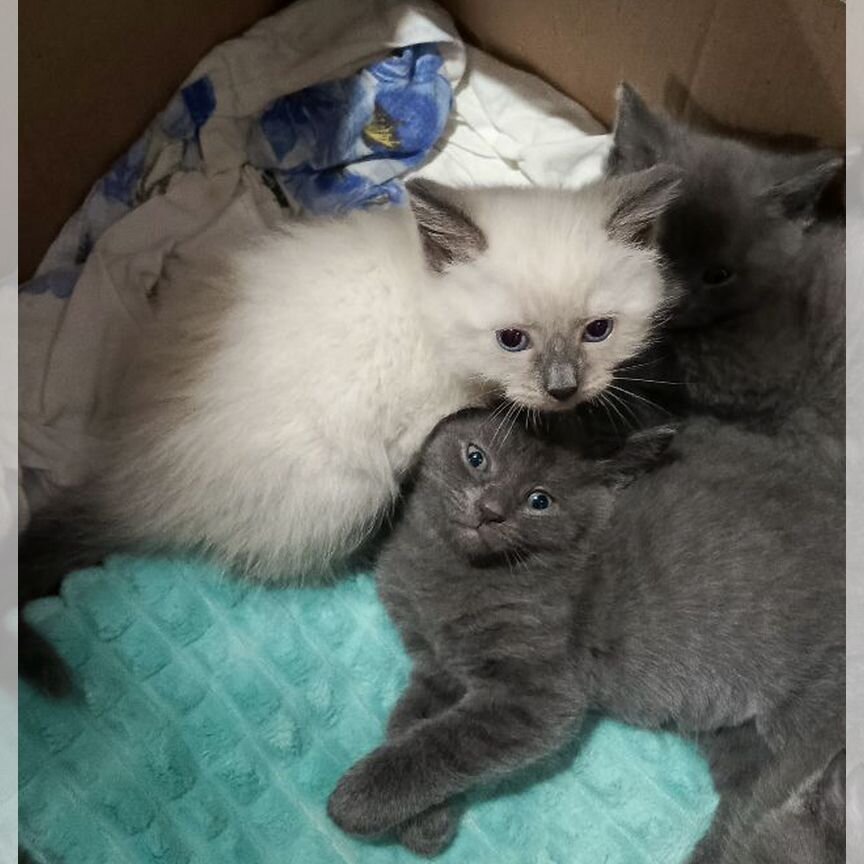 Британский короткошёрстный котёнок