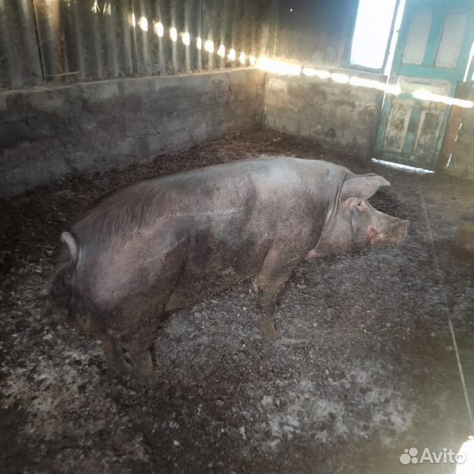 Продам хряка