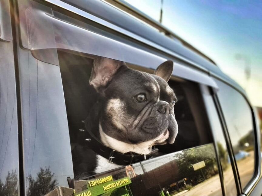 Французский бульдог голубой