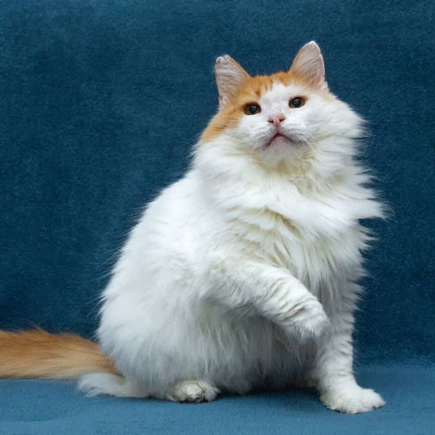 Десертный кот