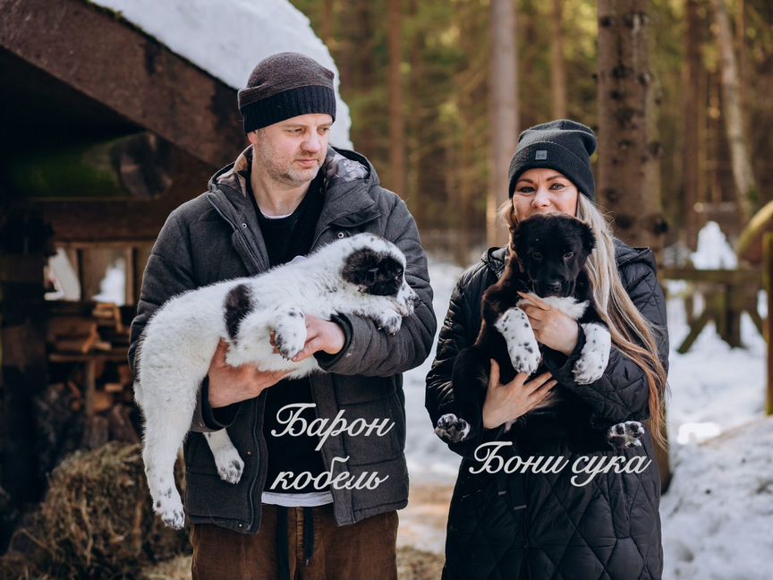 Среднеазиатская овчарка алабай щенки