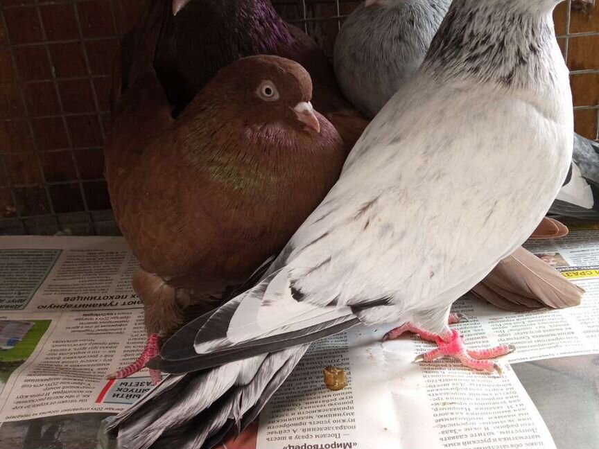 Голуби свердловские