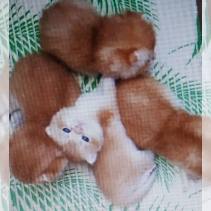 Британский короткошёрстный котёнок