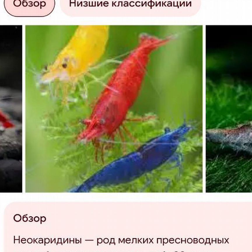 Креветки неокардины