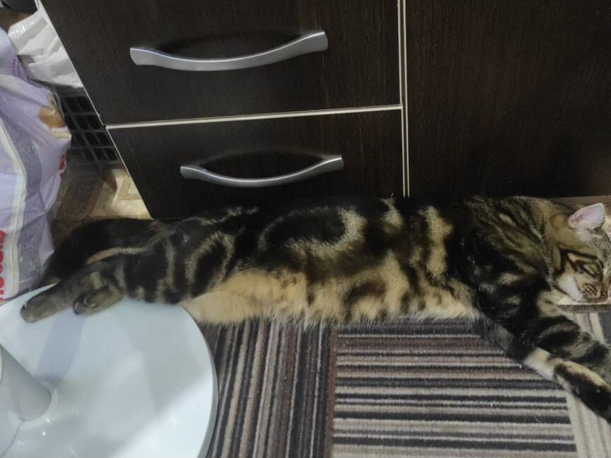 Американский керл кошка