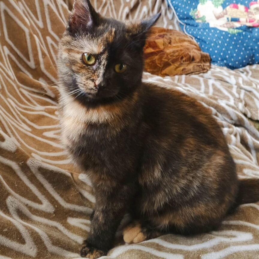 Британский короткошёрстный котёнок