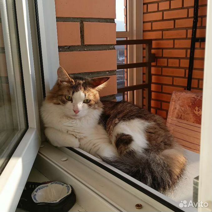 Ищем котику новый дом