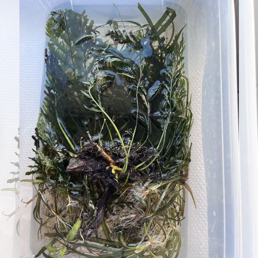 Валиснерия тинроваия и папоротник болбитис