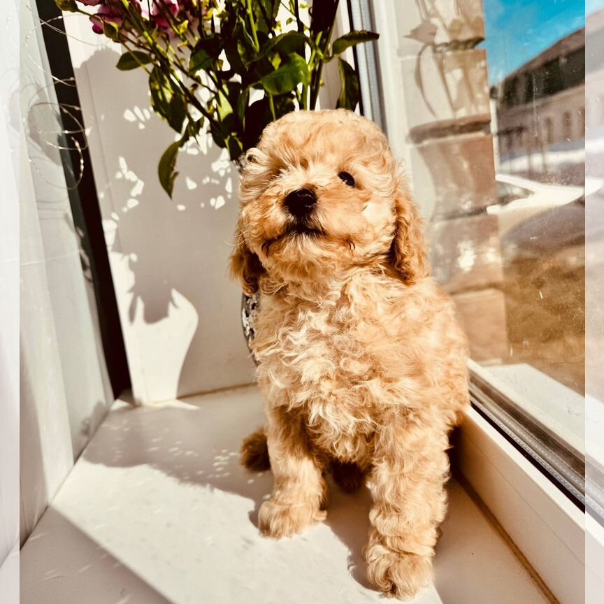 Карликовый пудель, щенок