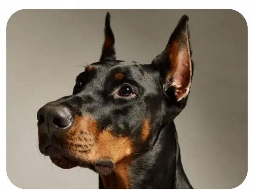 Продам собаку