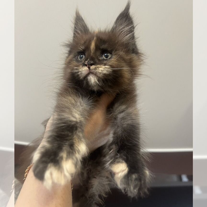 Мейн-кун котёнок