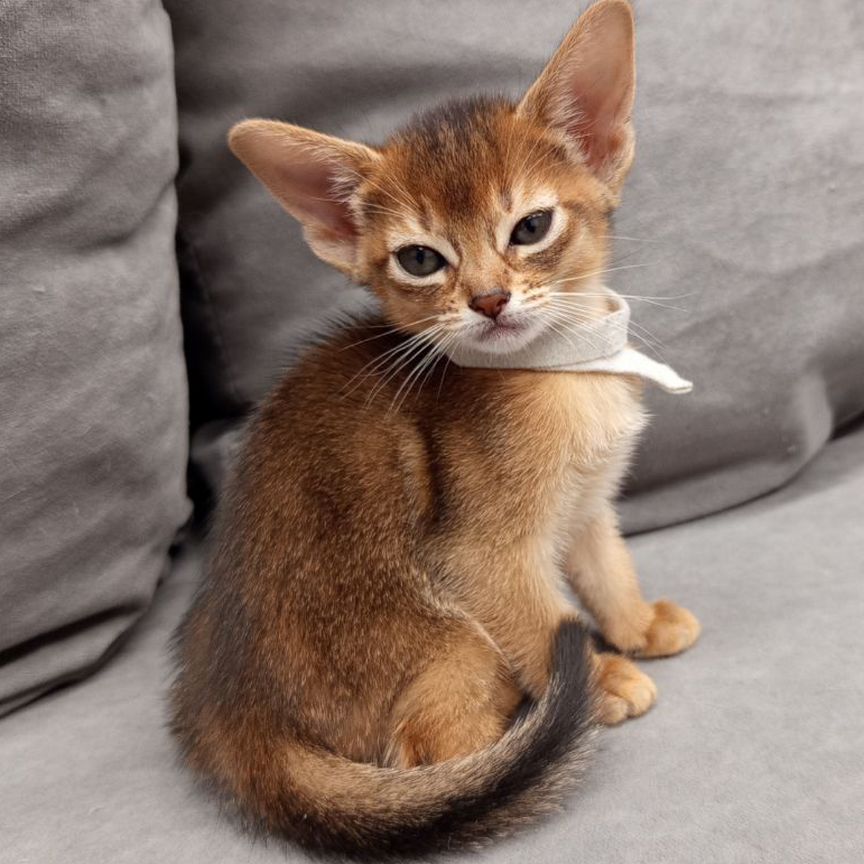 Абиссинский котёнок