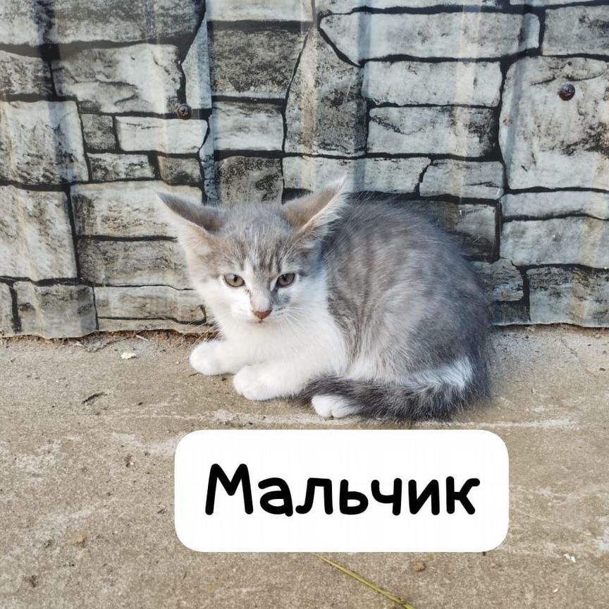 Котята в добрые руки