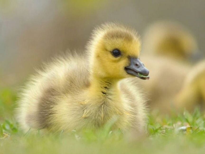 Инкубационное яйцо гусей