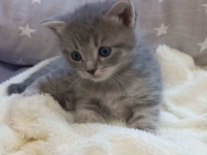 Британский котонек