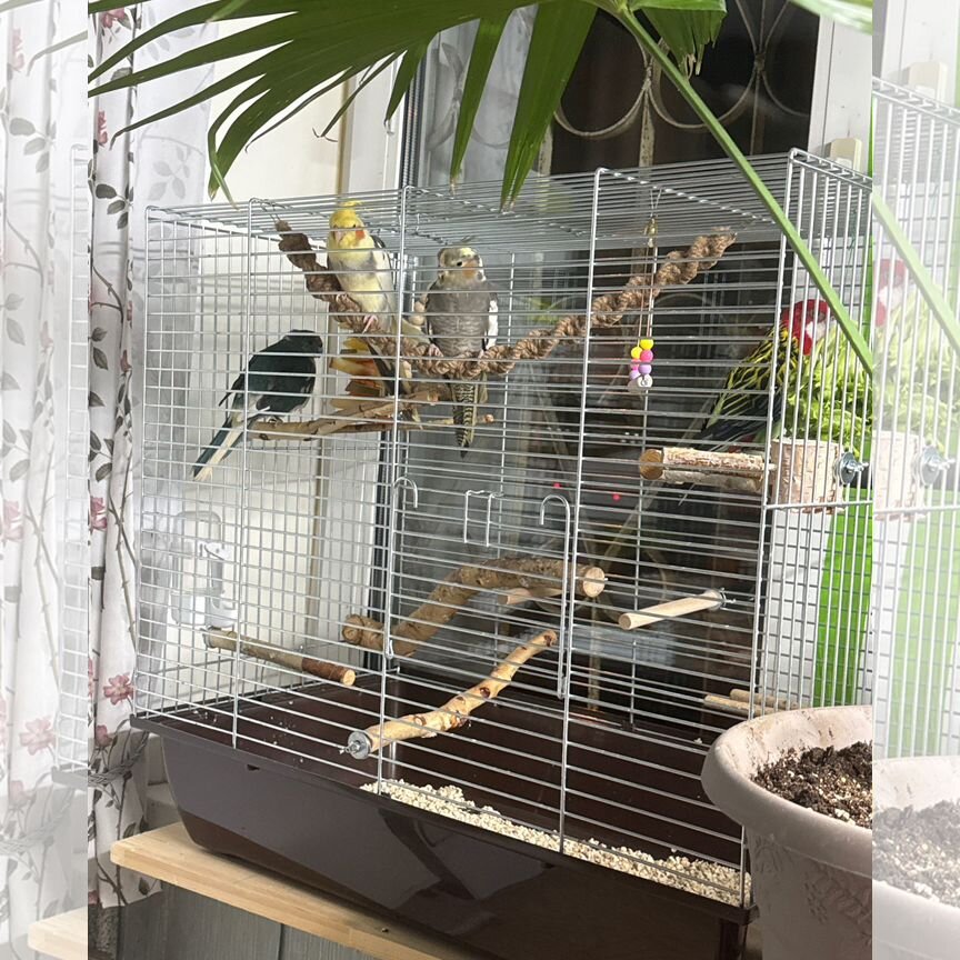 Попугай корелла