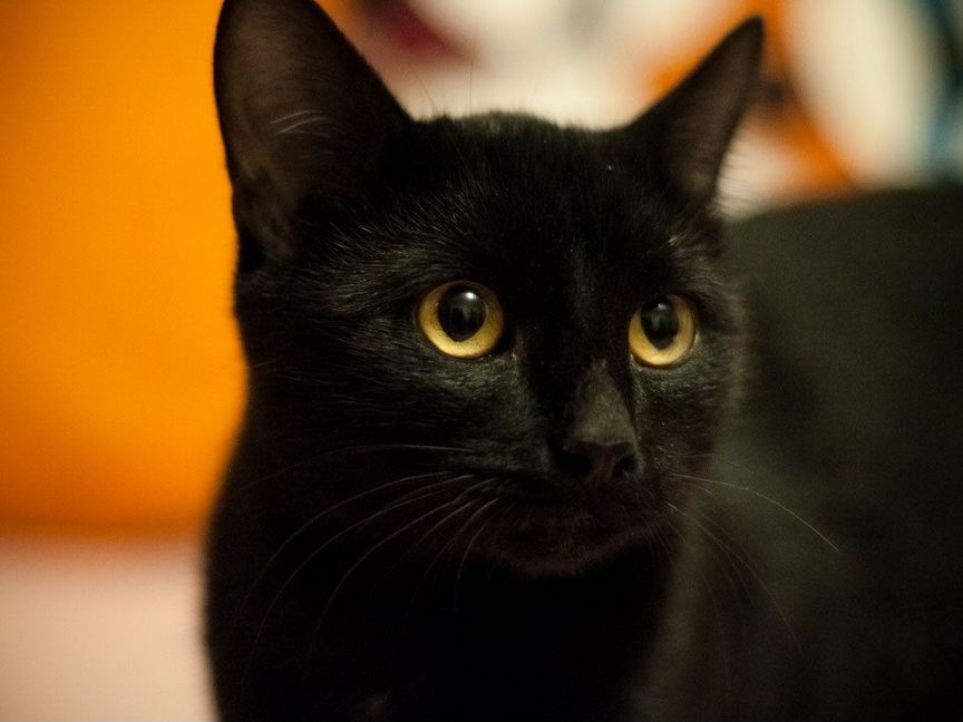 Бурманская кошечка в добрые руки