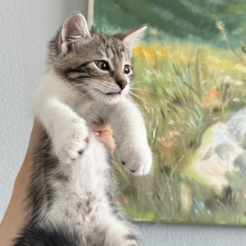 Котенок 2 месяца игривая