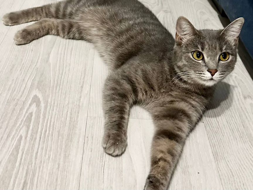 Кошечка Мышка