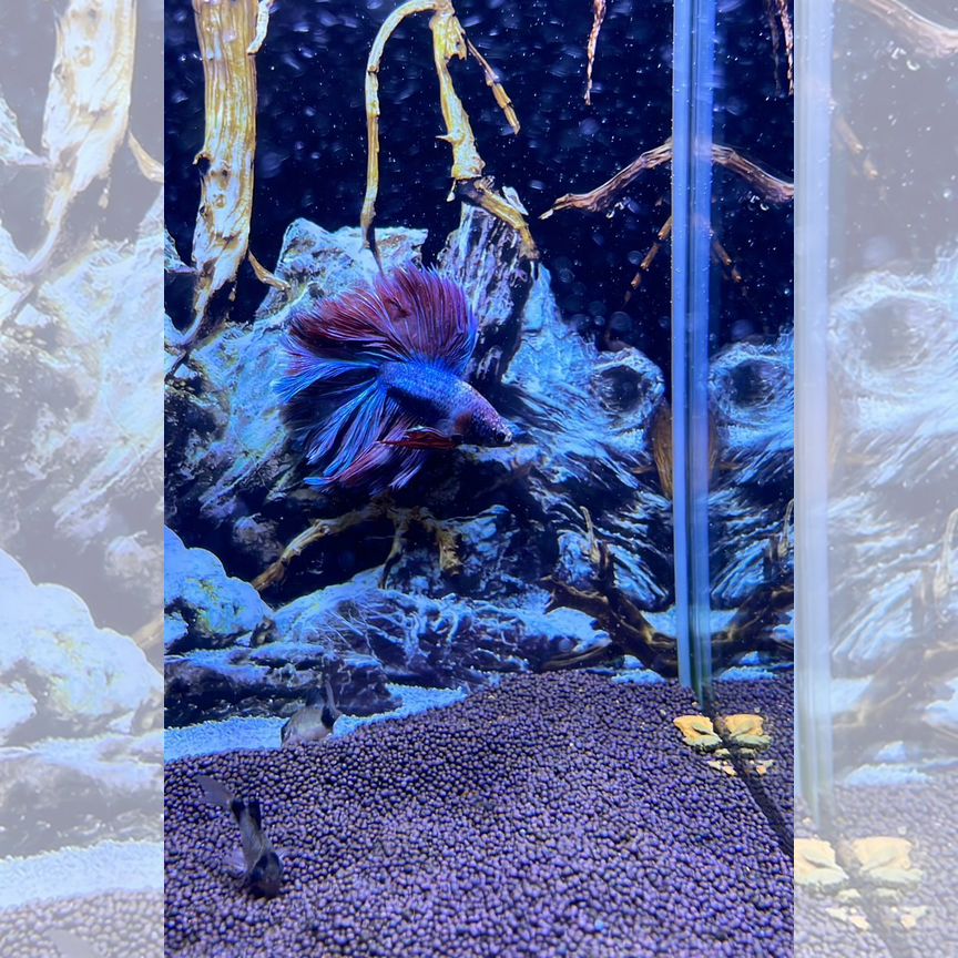 Рыбка петушок