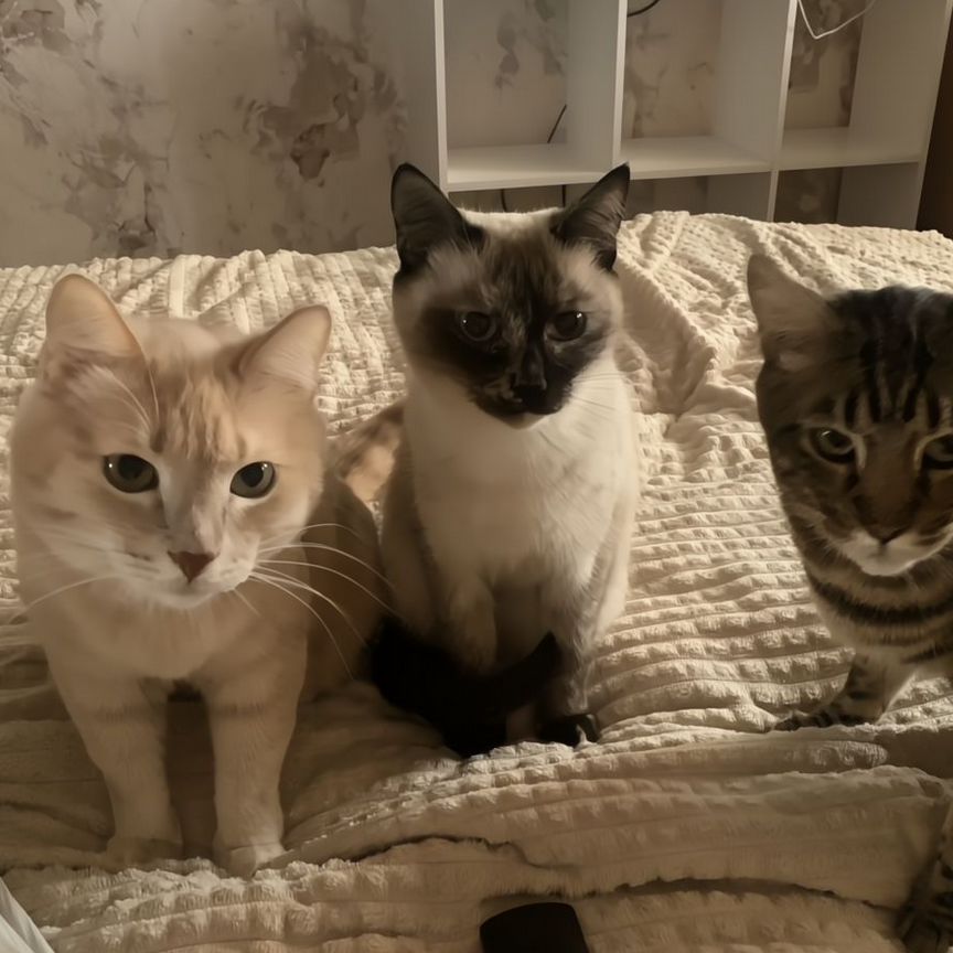 Взрослая, кошка в добрые руки