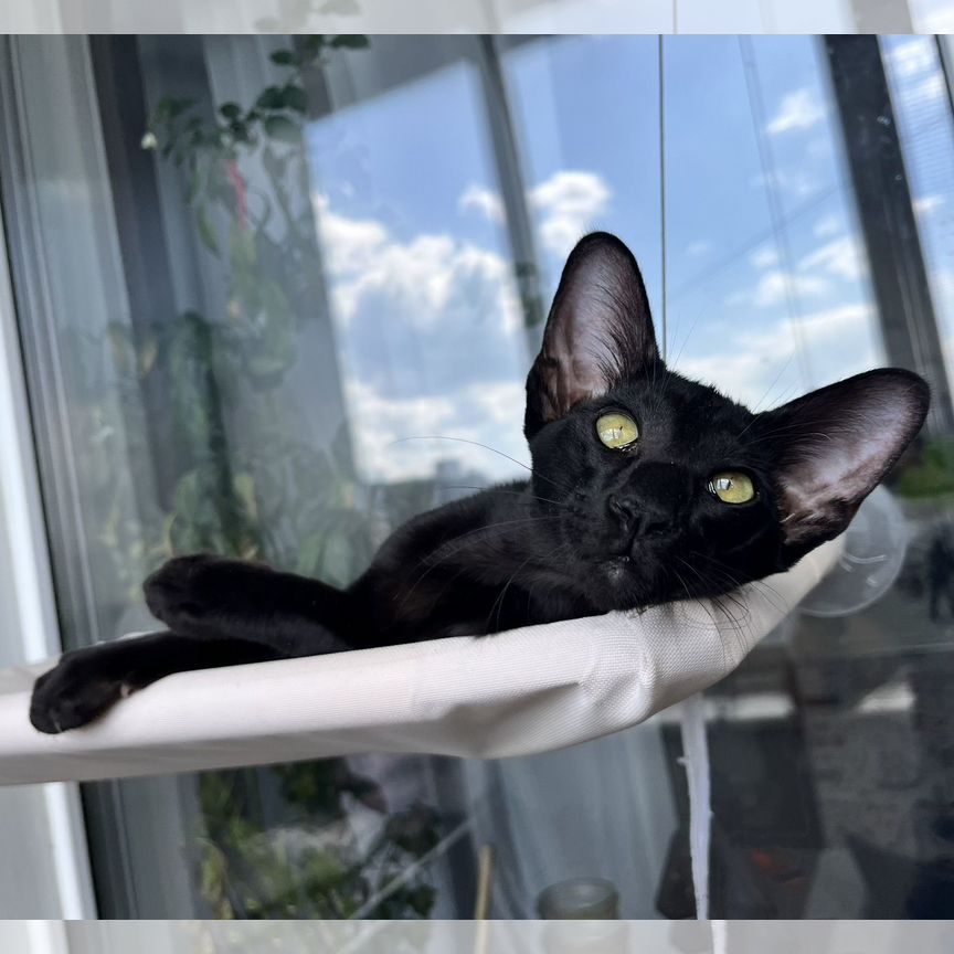 Ориентальный котёнок