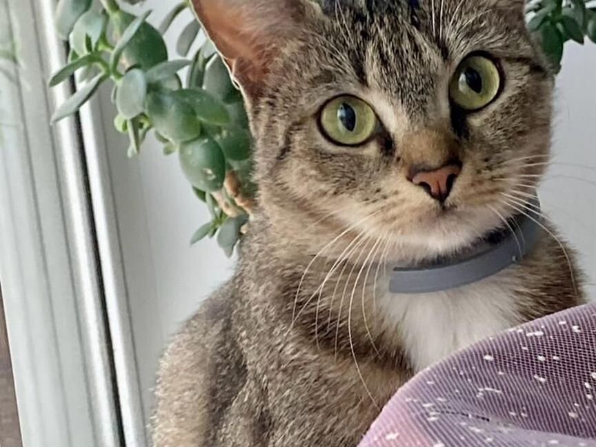 Молоденькая кошечка