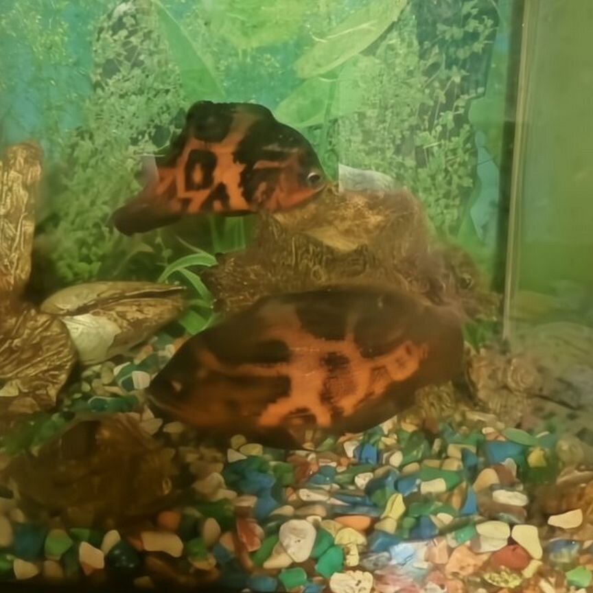 Астронотус тигровый