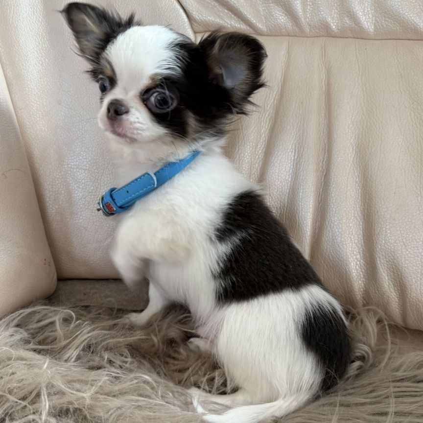 Чихуахуа, щенок