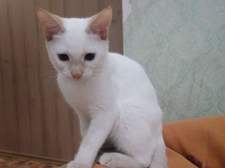 Кошки в добрые руки бесплатно