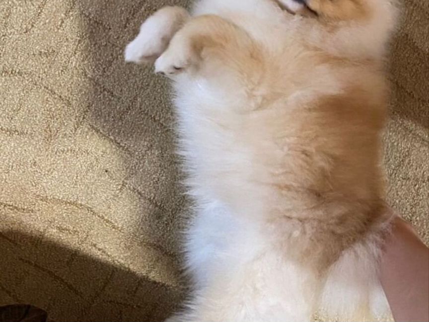 Померанский шпиц