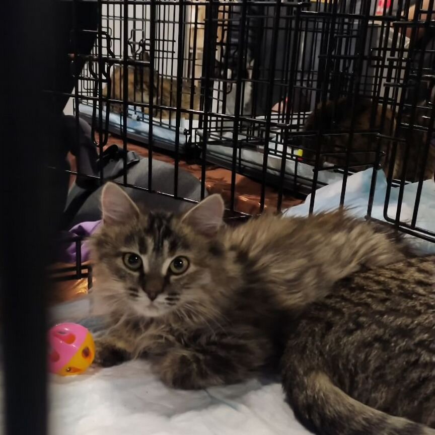 Сибирский котёнок