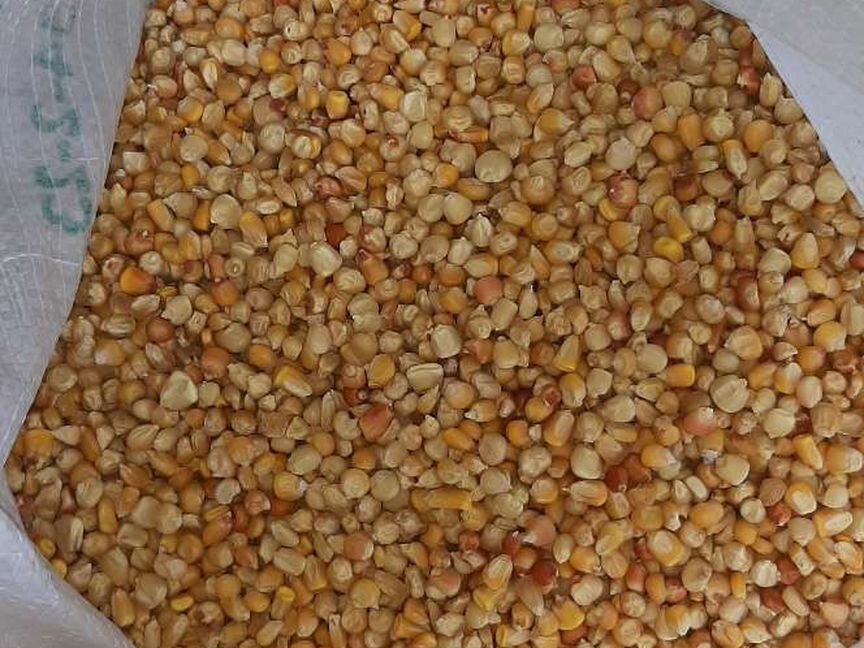 Кукуруза зерно