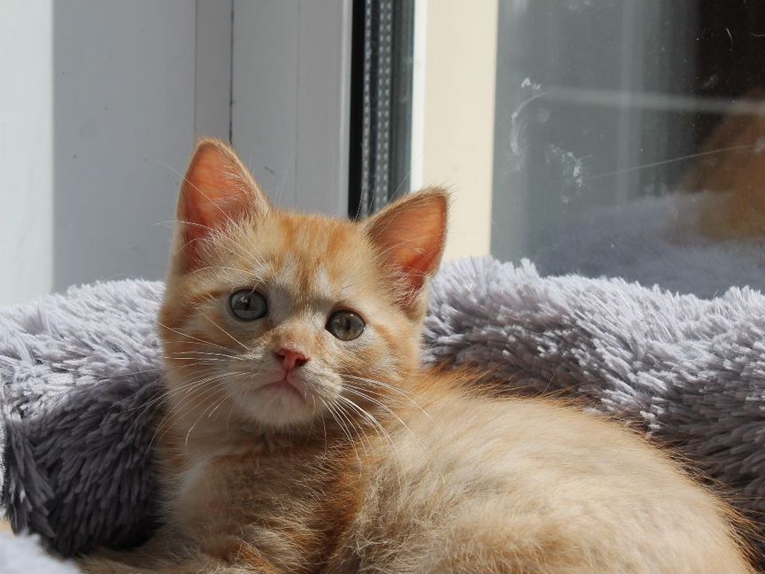 Рыжие котята девочки в добрые руки