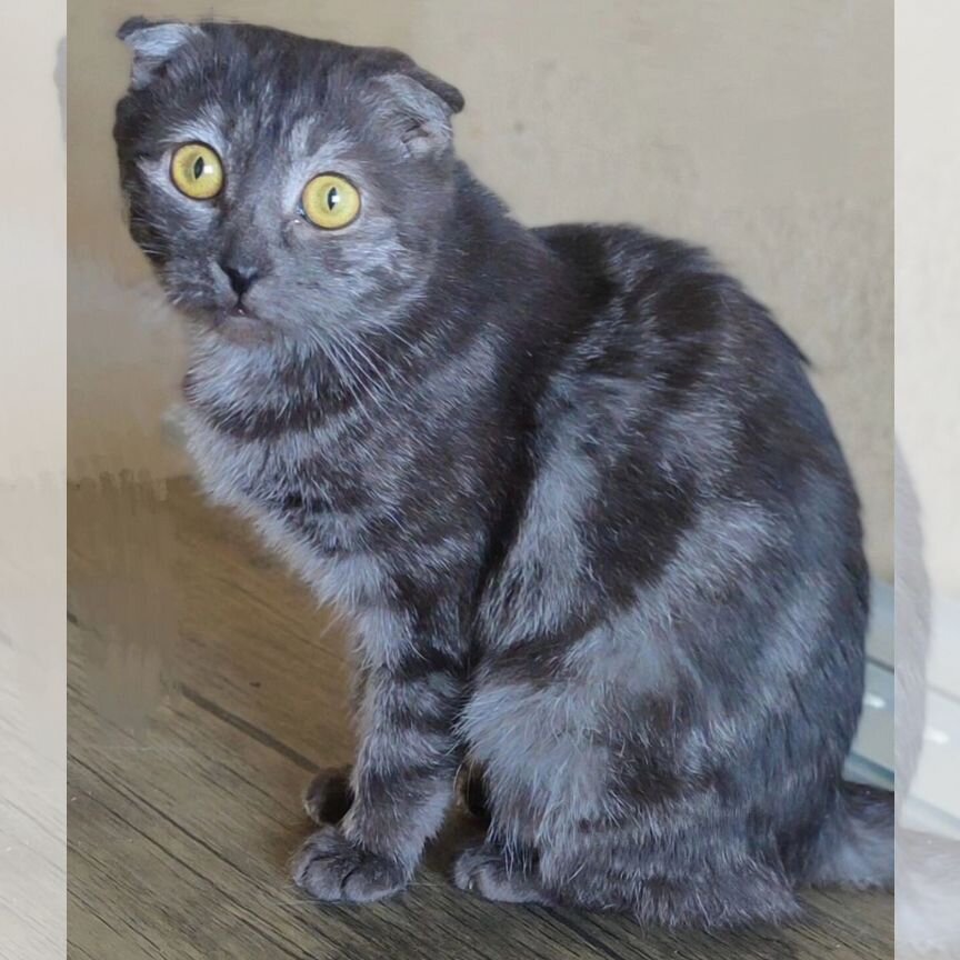 Котенок подросток