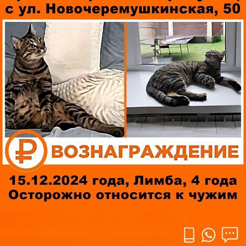 Кошки