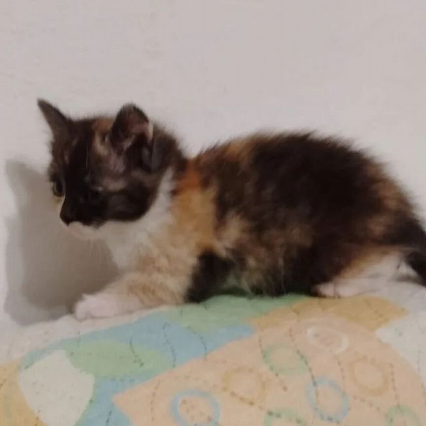 Сибирский котёнок