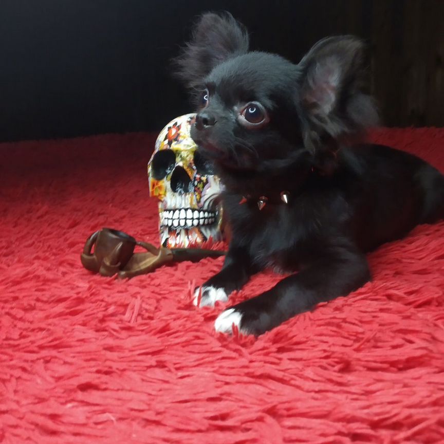 Чихуахуа мальчик