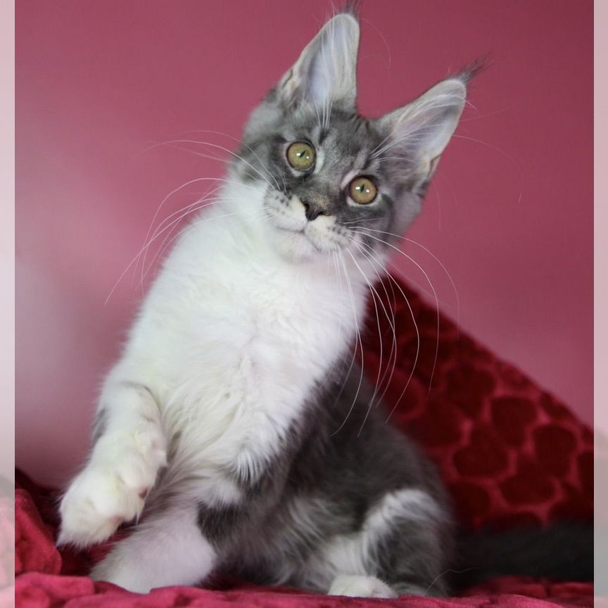 Мейн-кун котёнок